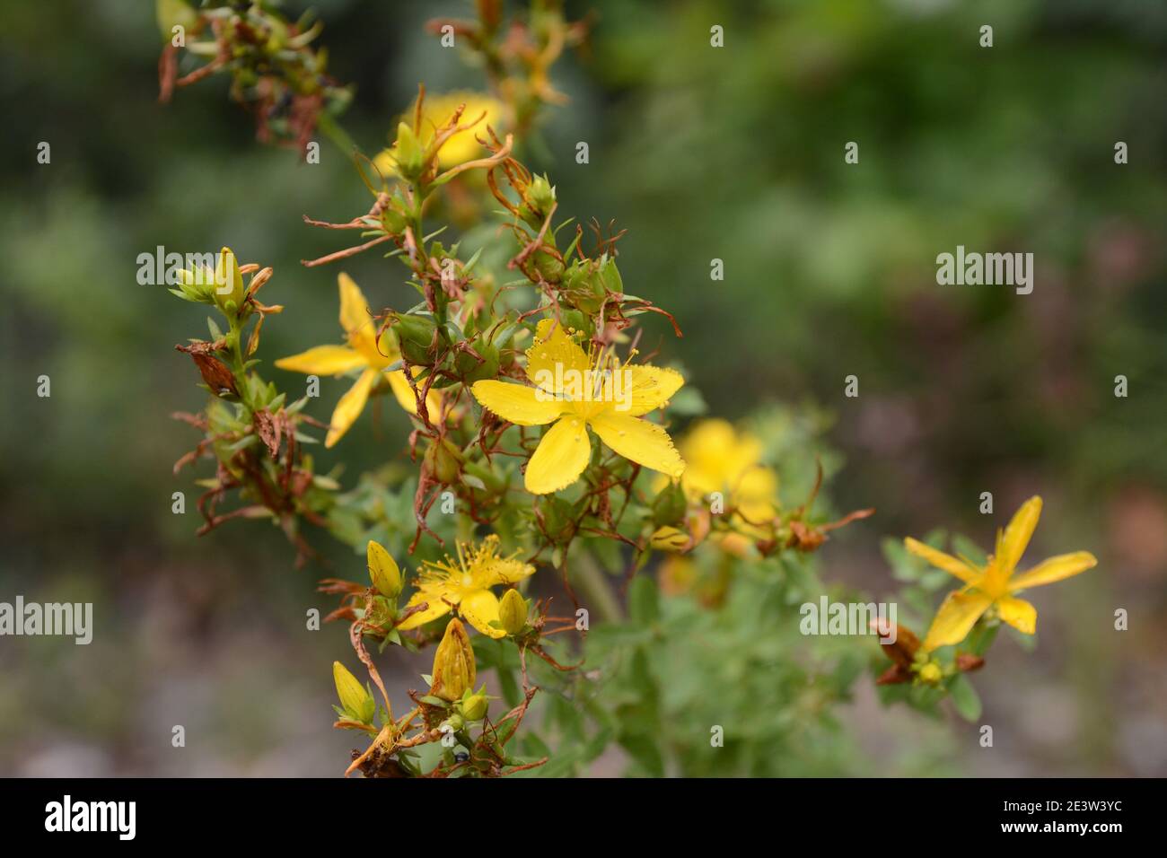 Yellow St. John's Wort flower. Hypericum perforatum, medicinal plant ...