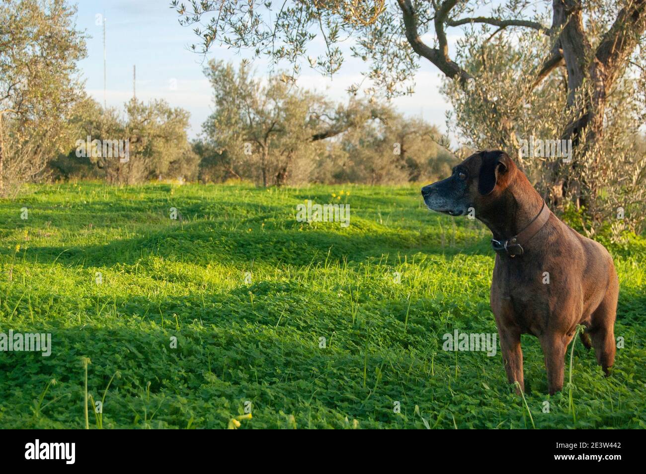 dog in a field at spring Stock Photo - Alamy