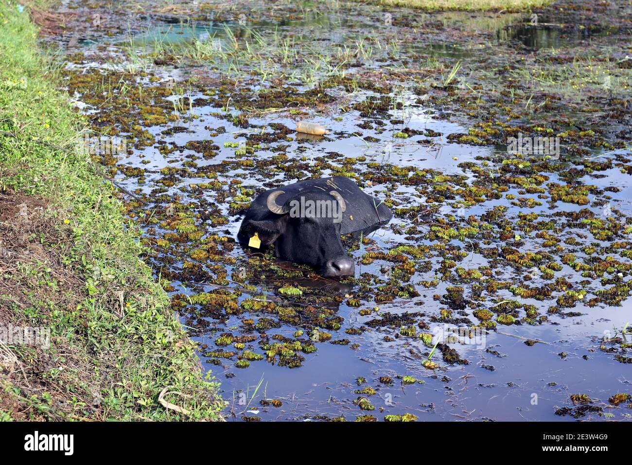 A domestic black water buffalo rests in a moss floating pond during the ...