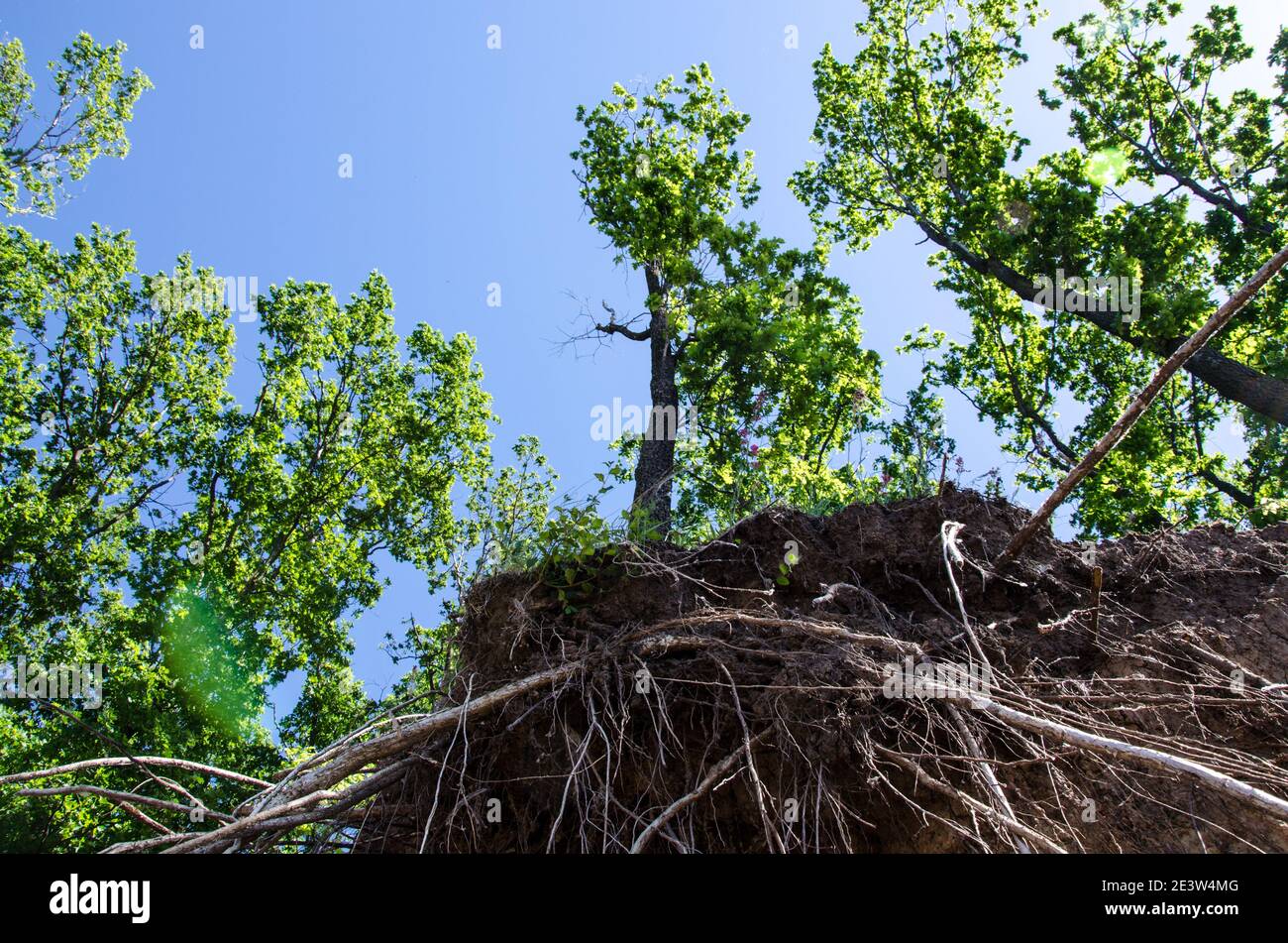 Trees grow and the roots of the tree in the ground Stock Photo - Alamy