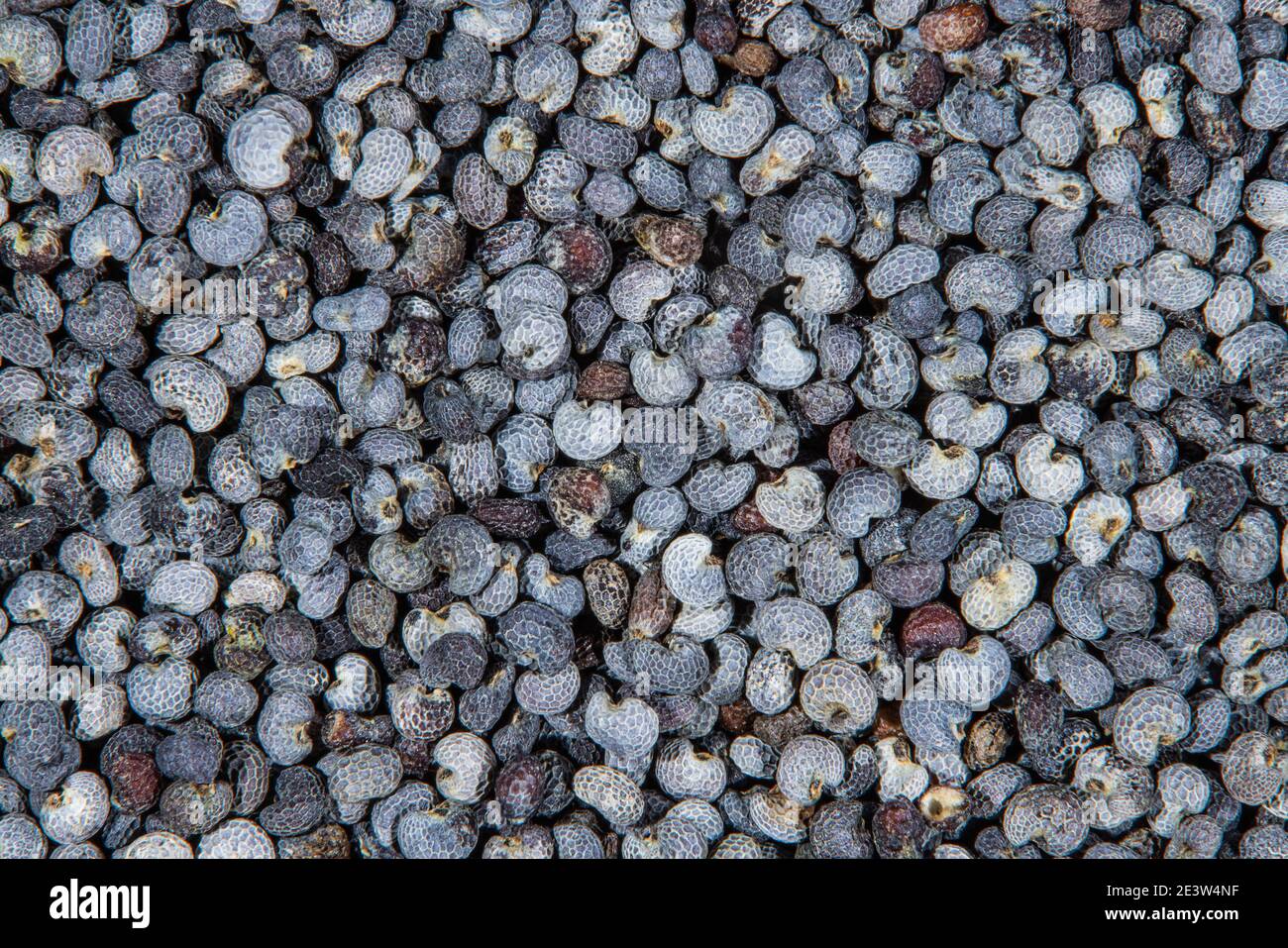 Poppy seed background texture. Background of raw Poppy seeds Stock ...