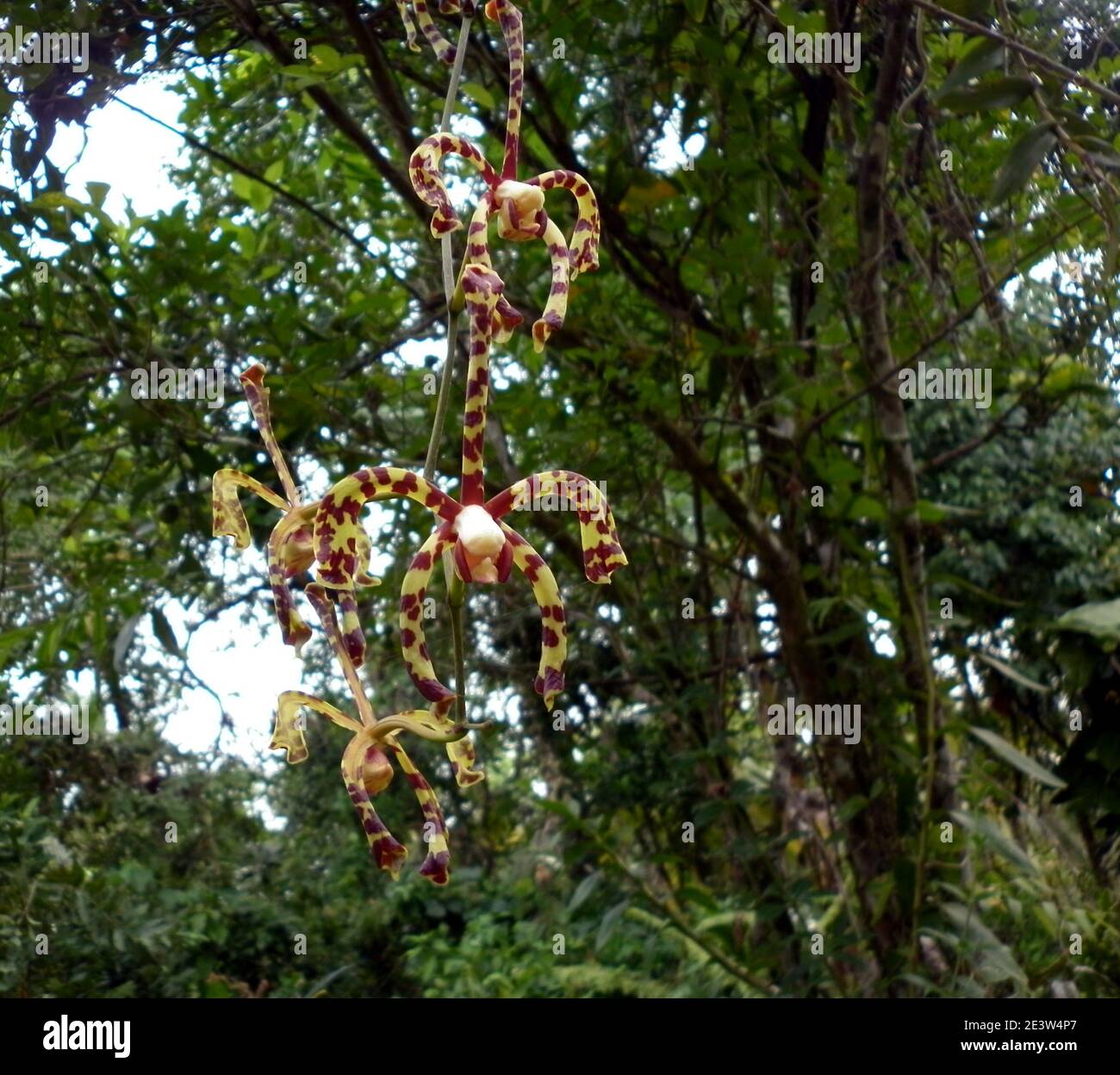 Rare brown and yellow mixed orchids flowers hanging from a tree Stock ...