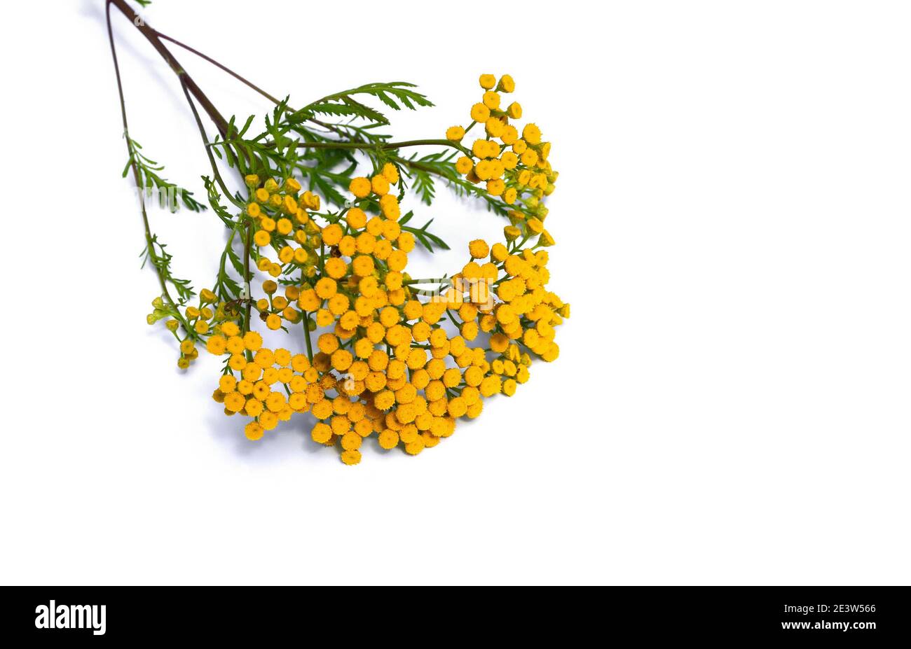 Yellow tansy flowers isolated on white, (Tanacetum vulgare, common ...