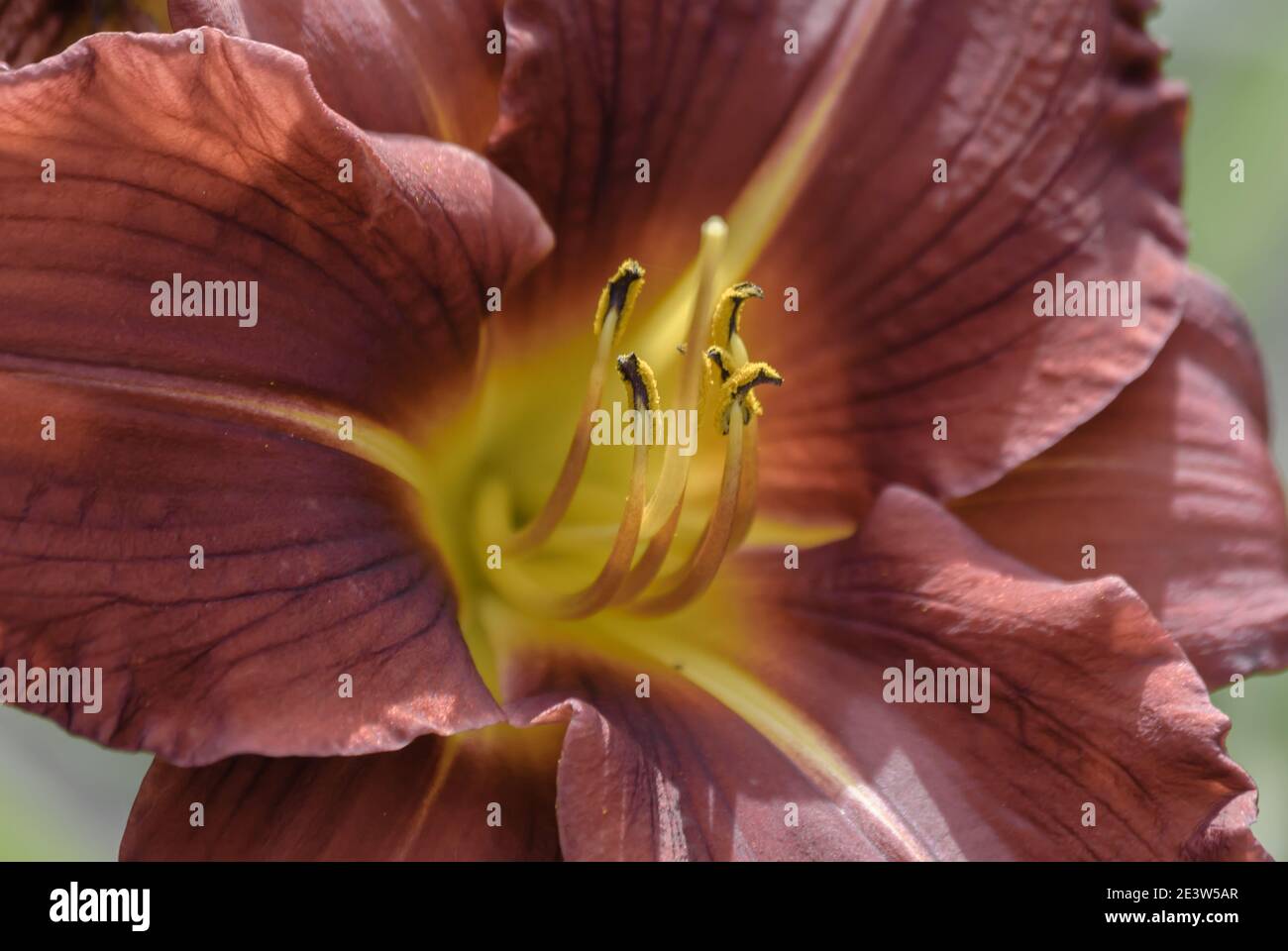 Close up of a Red and Yellow Daylily Stock Photo - Alamy