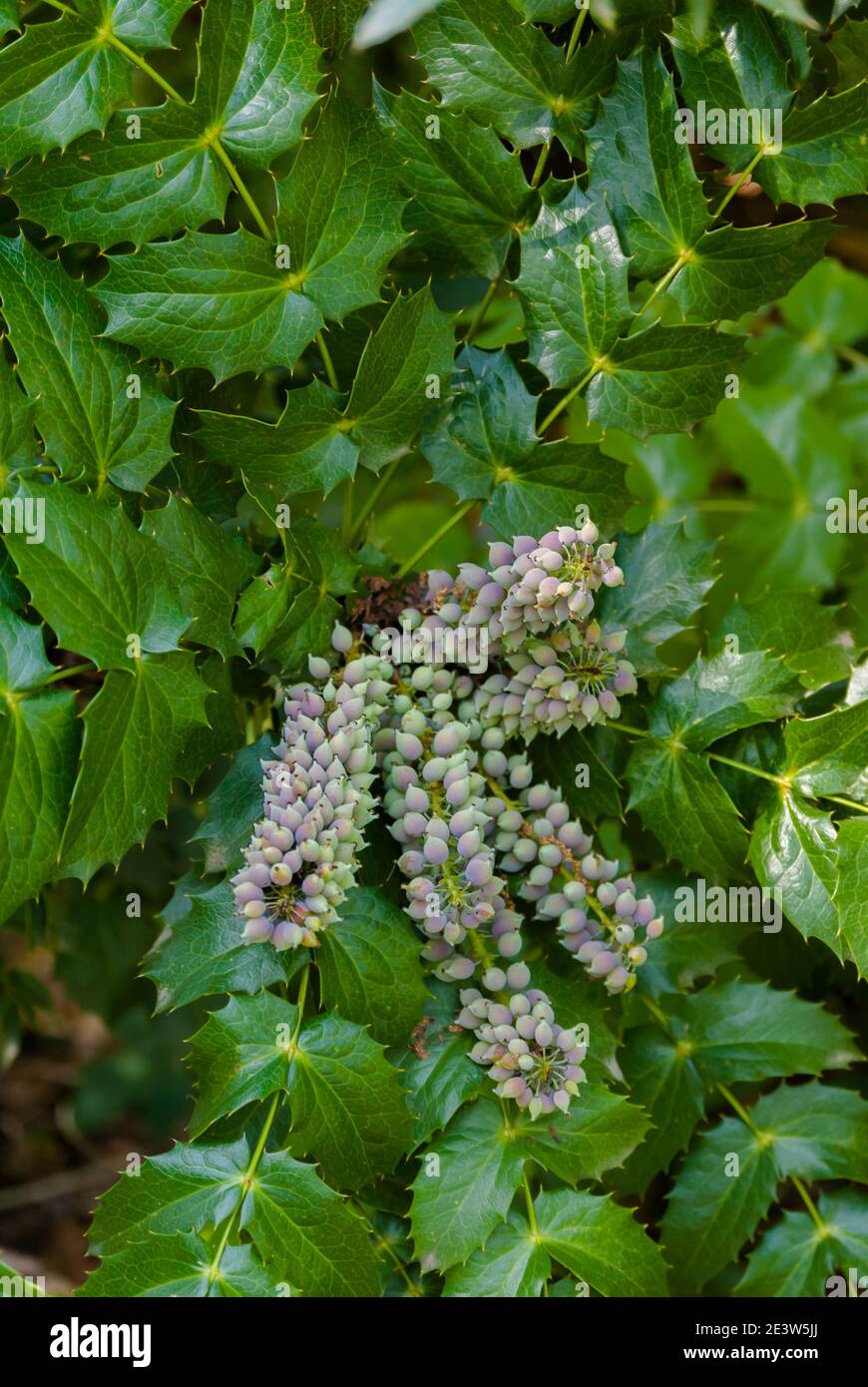 Purple Wing Vine High Resolution Stock Photography and Images - Alamy