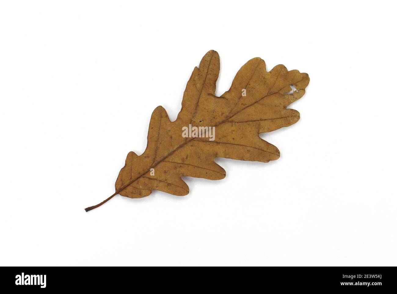 Old oak leaves isolated on white. Autumn leaf Stock Photo - Alamy
