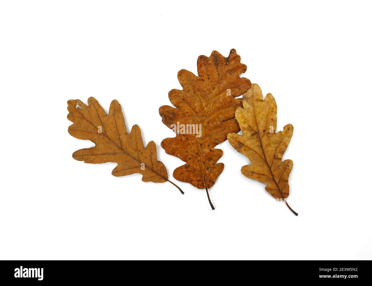 Old oak leaves isolated on white. Autumn leaf Stock Photo - Alamy