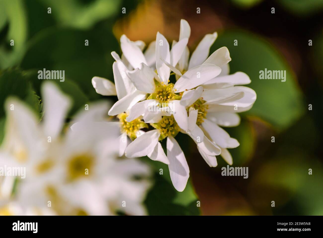 Flower with white petals and yellow center hi-res stock photography and ...