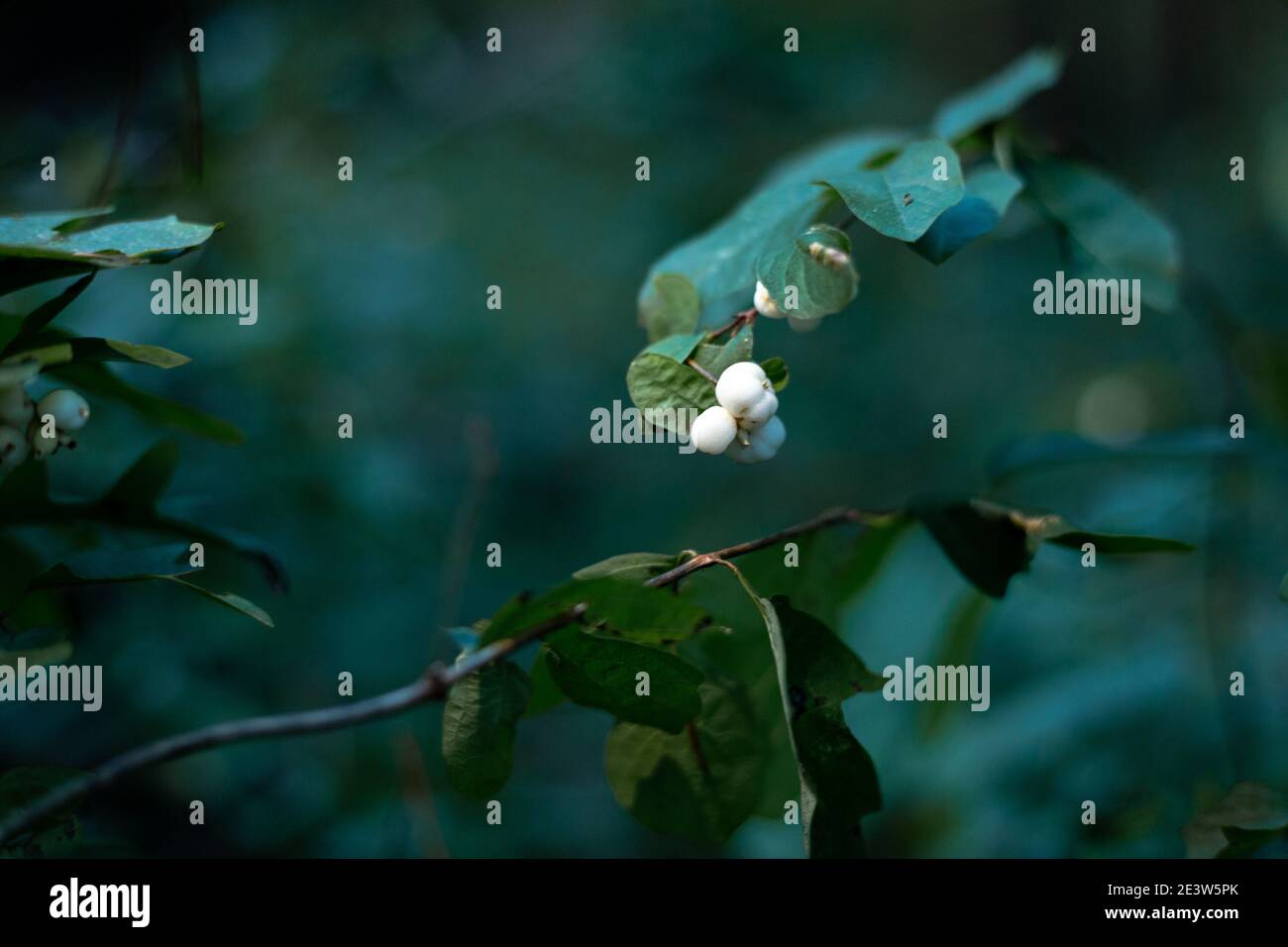 Wolfberry flower hi-res stock photography and images - Alamy