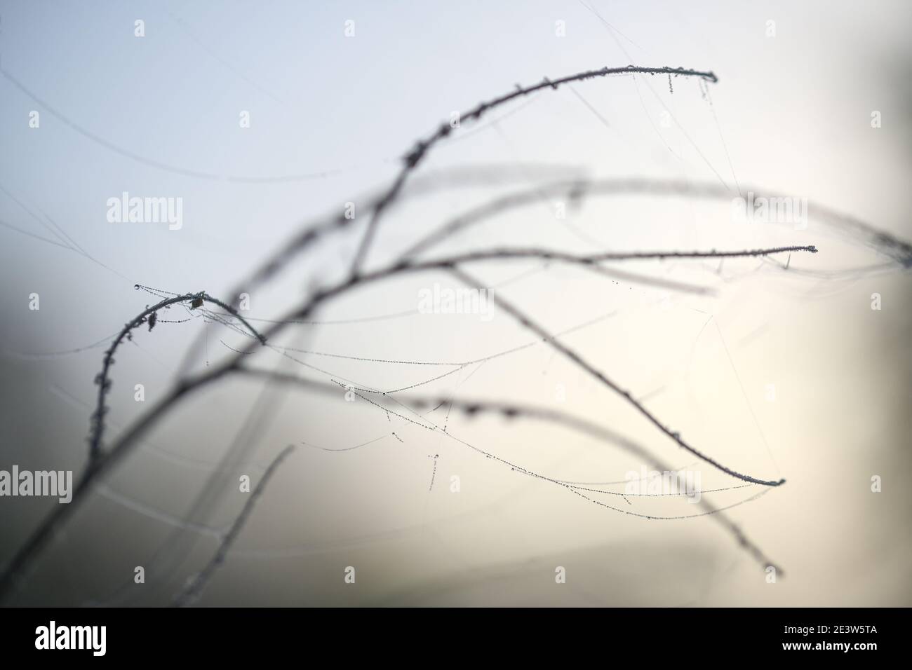 Slim twigs of a wild herb with cobwebs and dew in foggy back light, abstract nature shot in ...