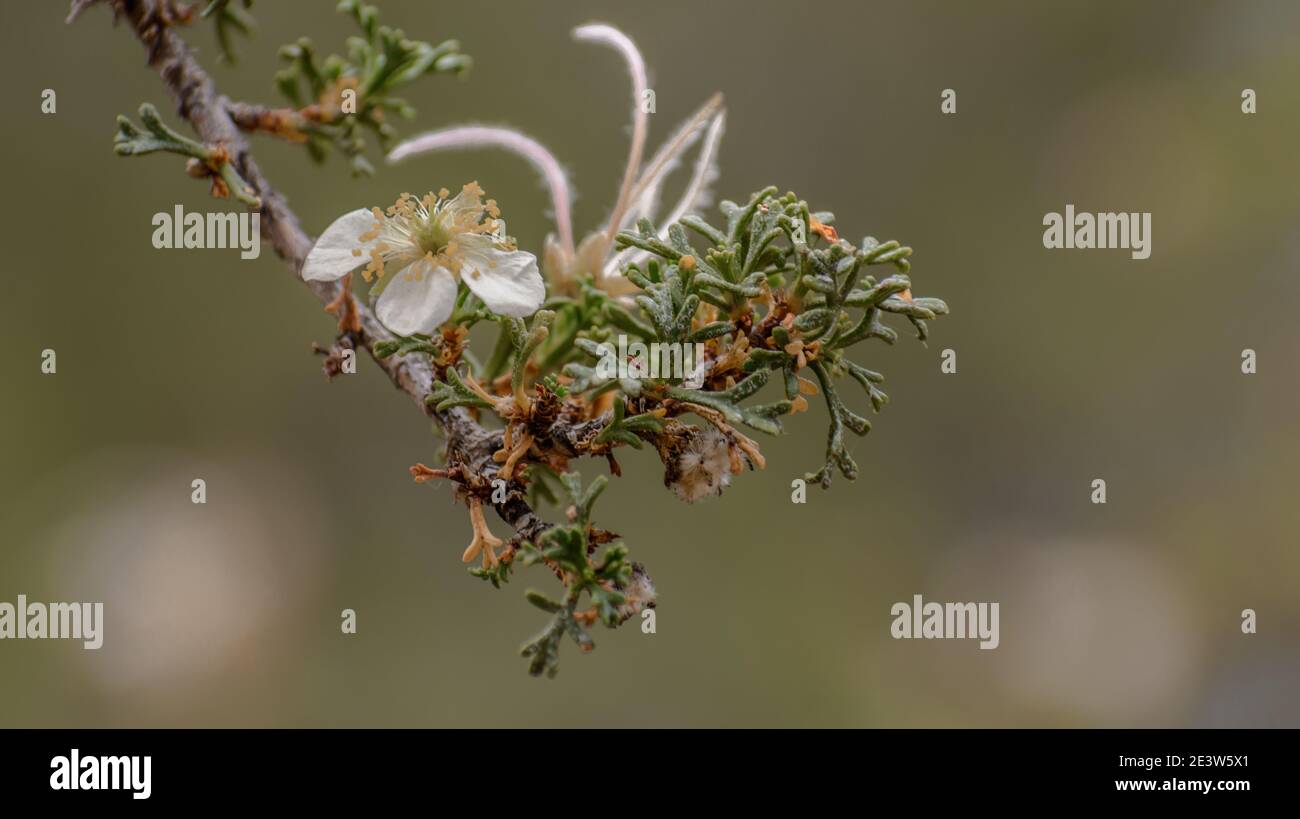 Close up end pine hi-res stock photography and images - Alamy
