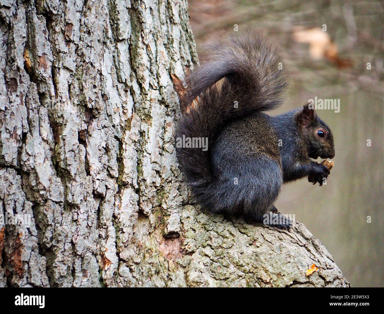 Black squirrel profile hi-res stock photography and images - Alamy