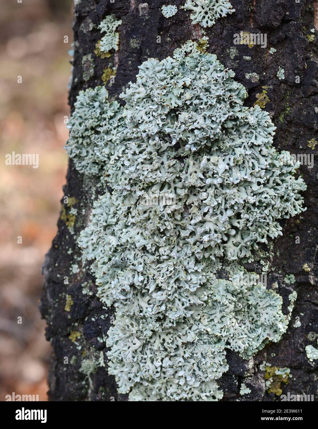 Greenshield hi-res stock photography and images - Alamy