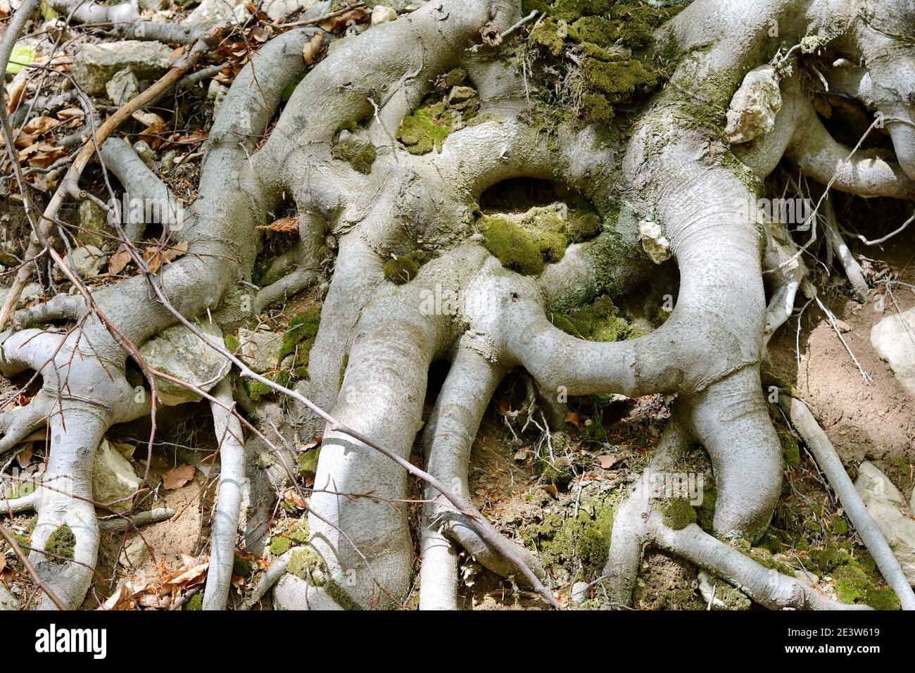 Details of tree root texture. Strange roots of a tree Stock Photo - Alamy