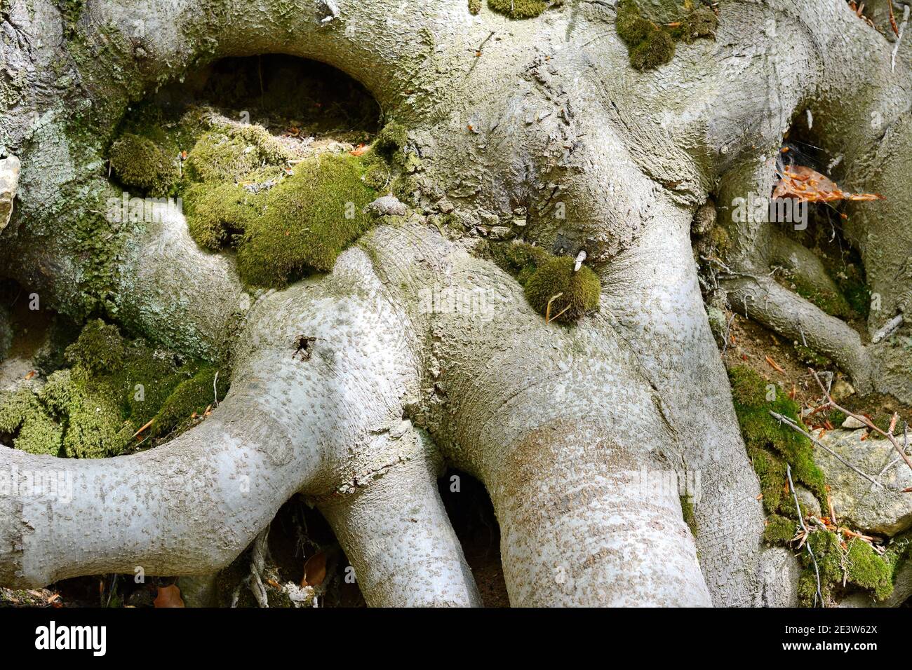 Details of tree root texture. Strange roots of a tree Stock Photo - Alamy