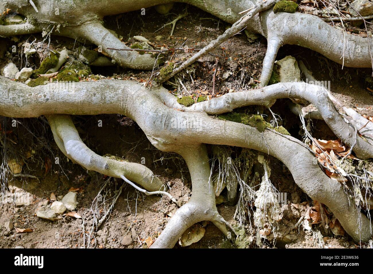 Tree Root Texture High Resolution Stock Photography and Images - Alamy
