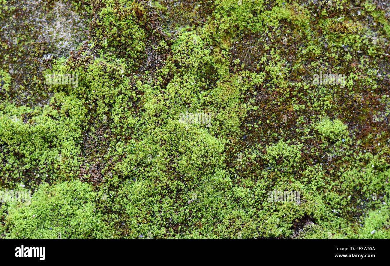 closeup to forest moss background texture Stock Photo - Alamy