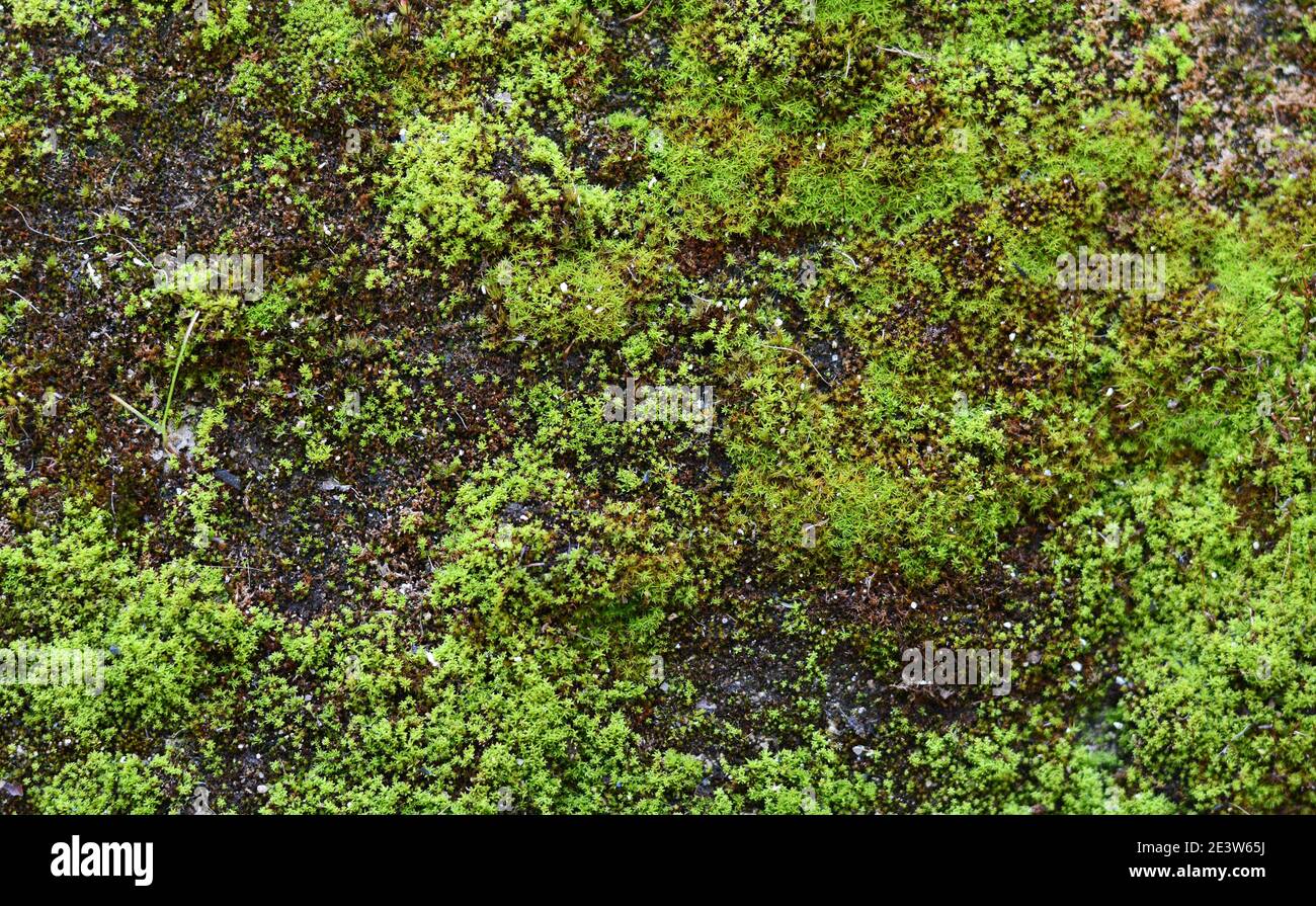 closeup to forest moss background texture Stock Photo - Alamy