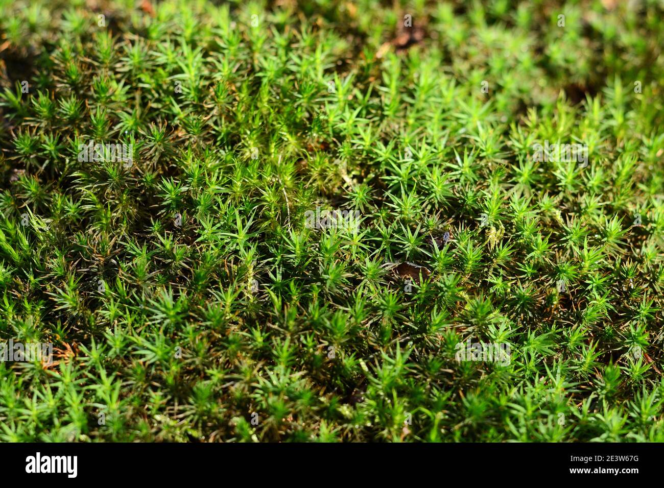 closeup to forest moss background texture. green moss texture ...