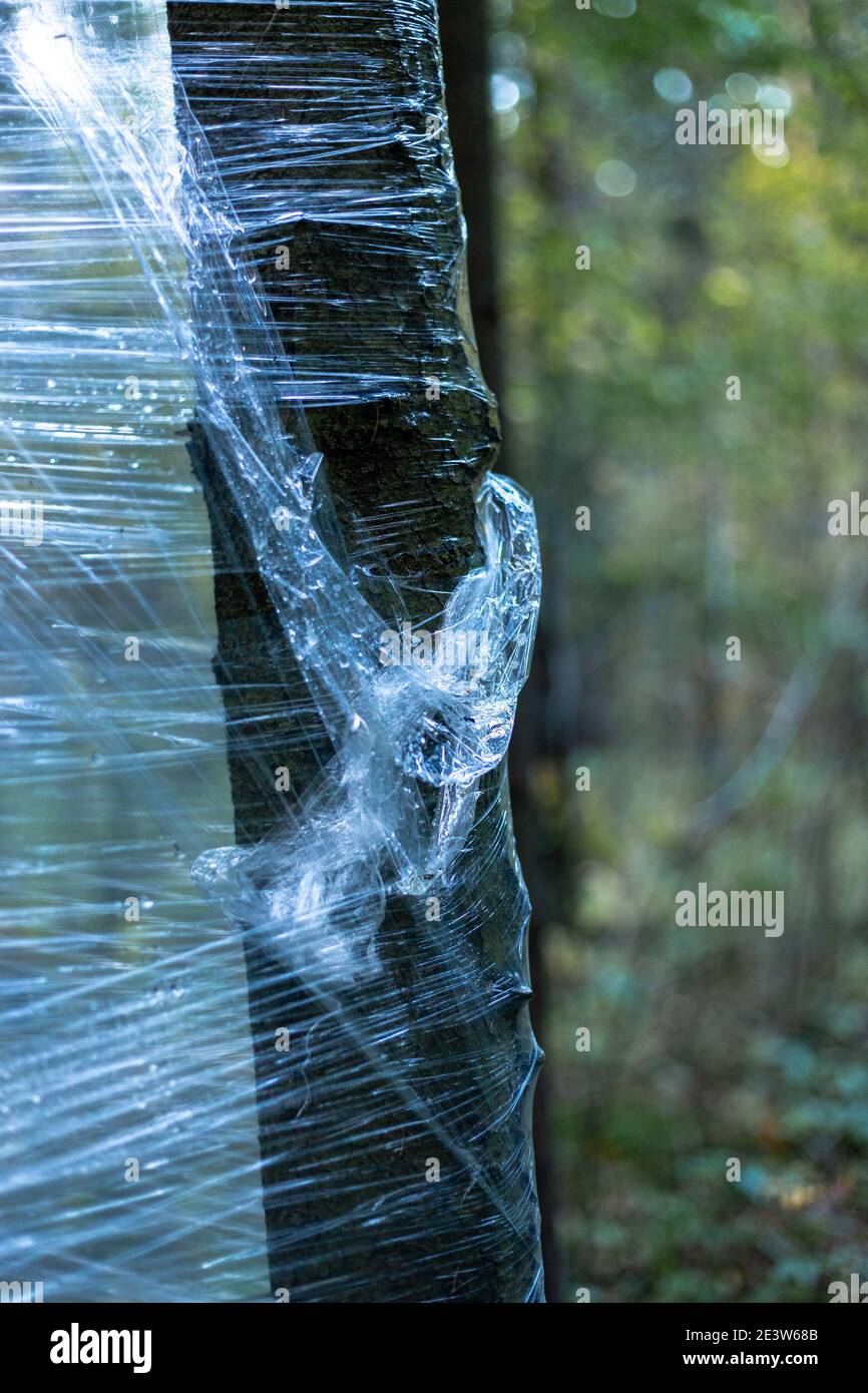 Plastic bag stuck in tree hi-res stock photography and images - Alamy