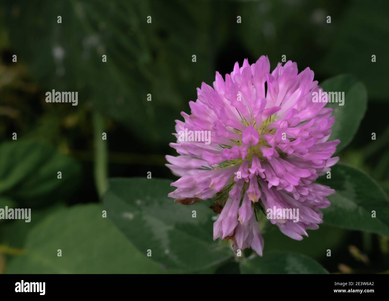 Small horn hi-res stock photography and images - Alamy