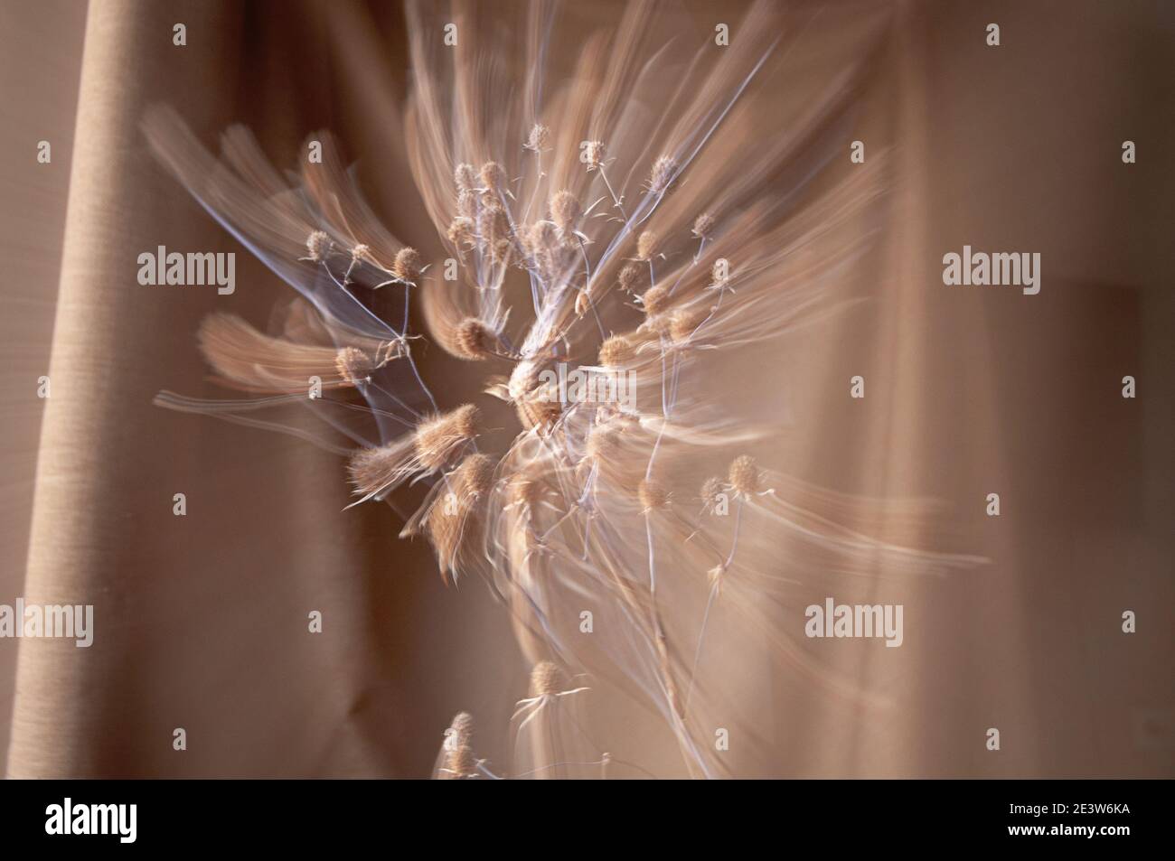 Beige flower hi-res stock photography and images - Alamy