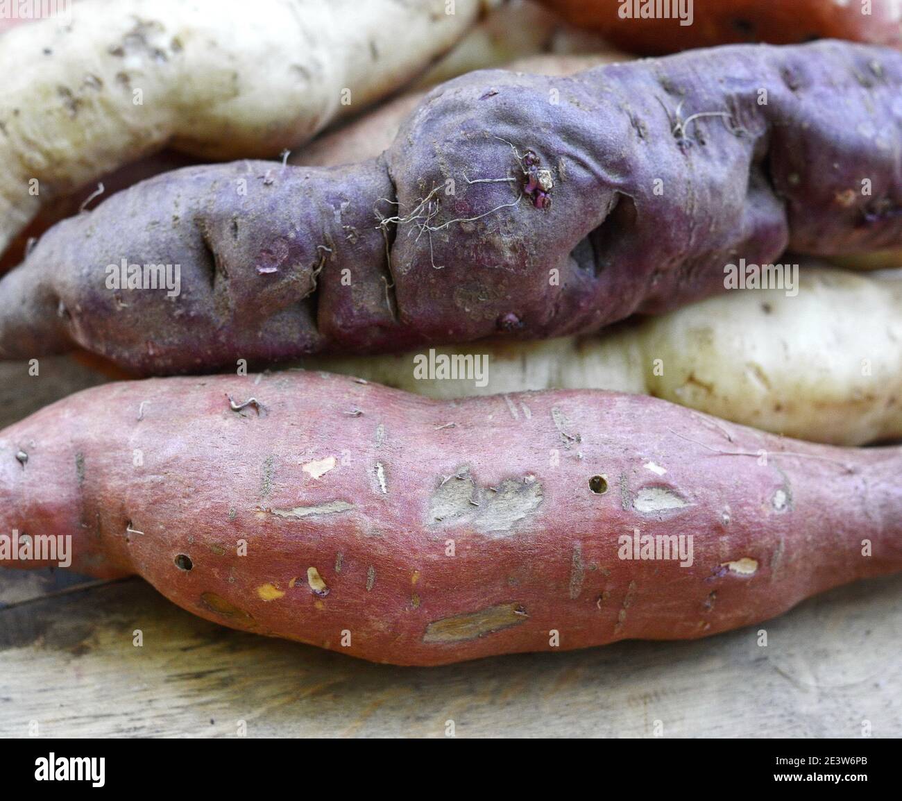 Sweet potatoes. Ipomoea batatas. Batata potato Stock Photo - Alamy