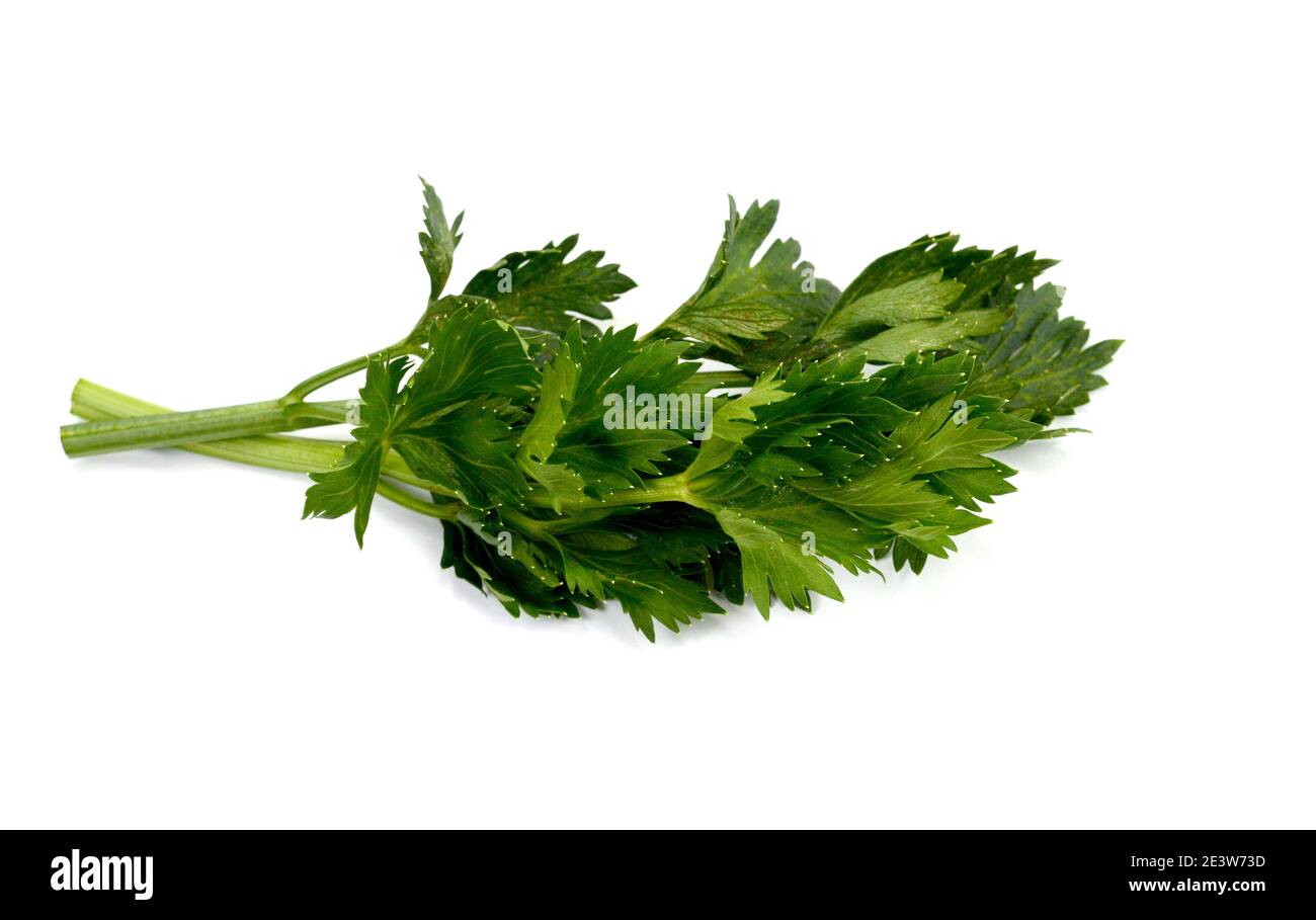 Celery branch and leaves isolated on white background Stock Photo - Alamy