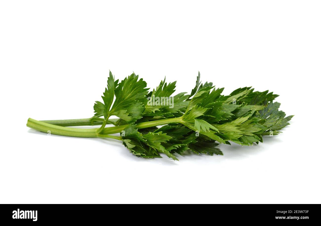 Celery branch and leaves isolated on white background Stock Photo - Alamy