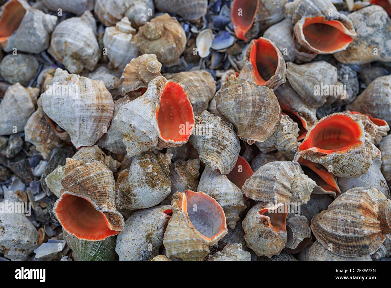 Rapana hi-res stock photography and images - Alamy