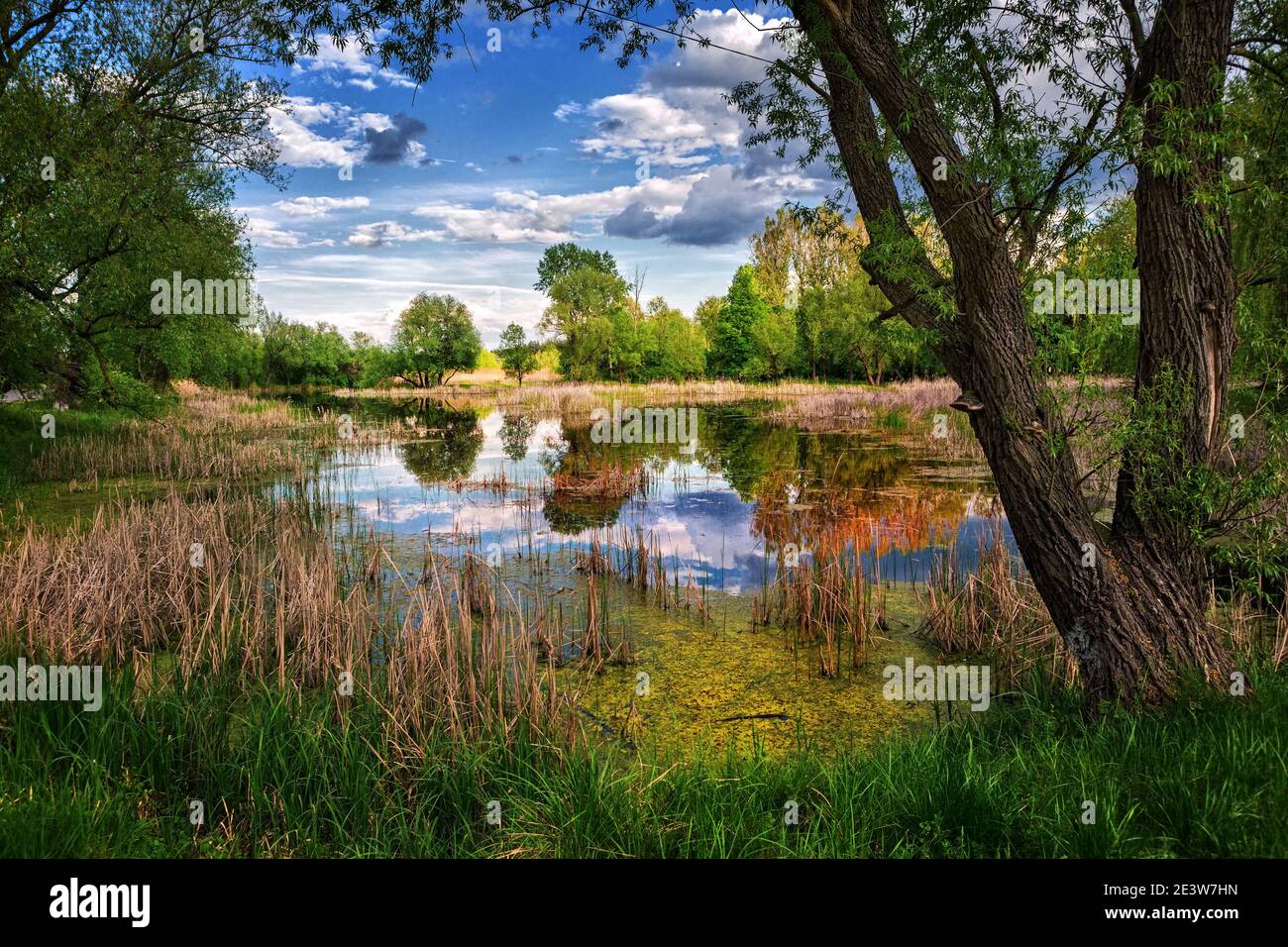 A very beautiful lake, surrounded by trees, with the banks overgrown ...