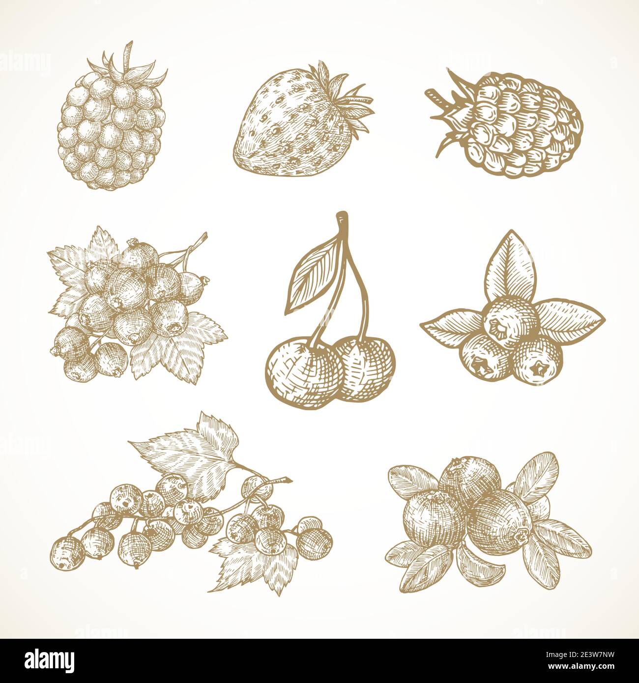 Hand Drawn Berries Vector Illustrations Collection. Cherry, Red-Ribes ...