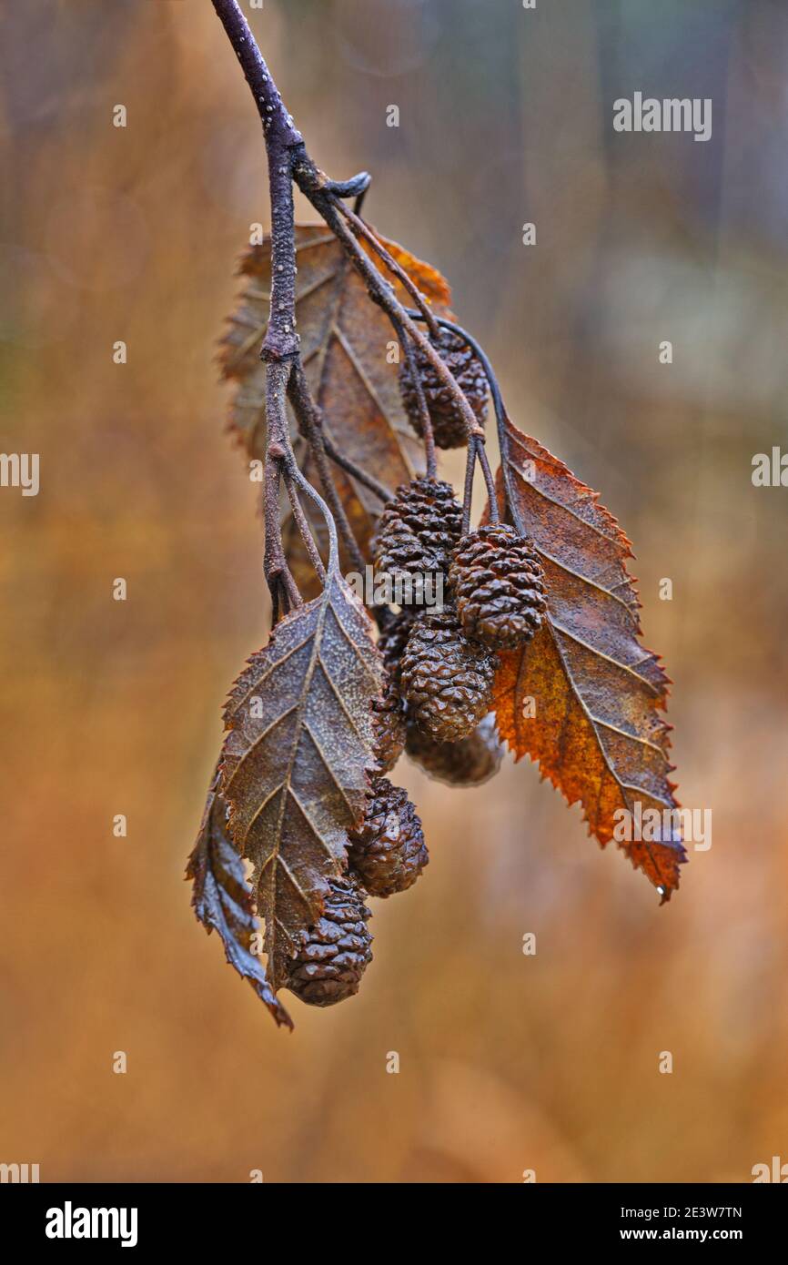 Glow of Alaskan autumn seen in the orange red hues of dried leaves and ...