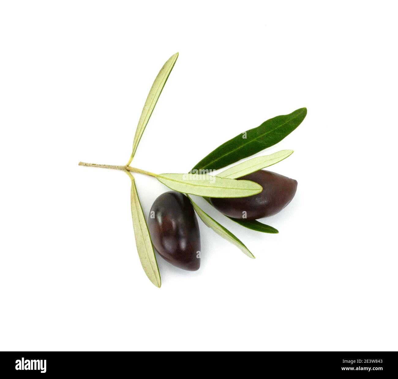 Olive branch with three black olives, isolated on white background ...