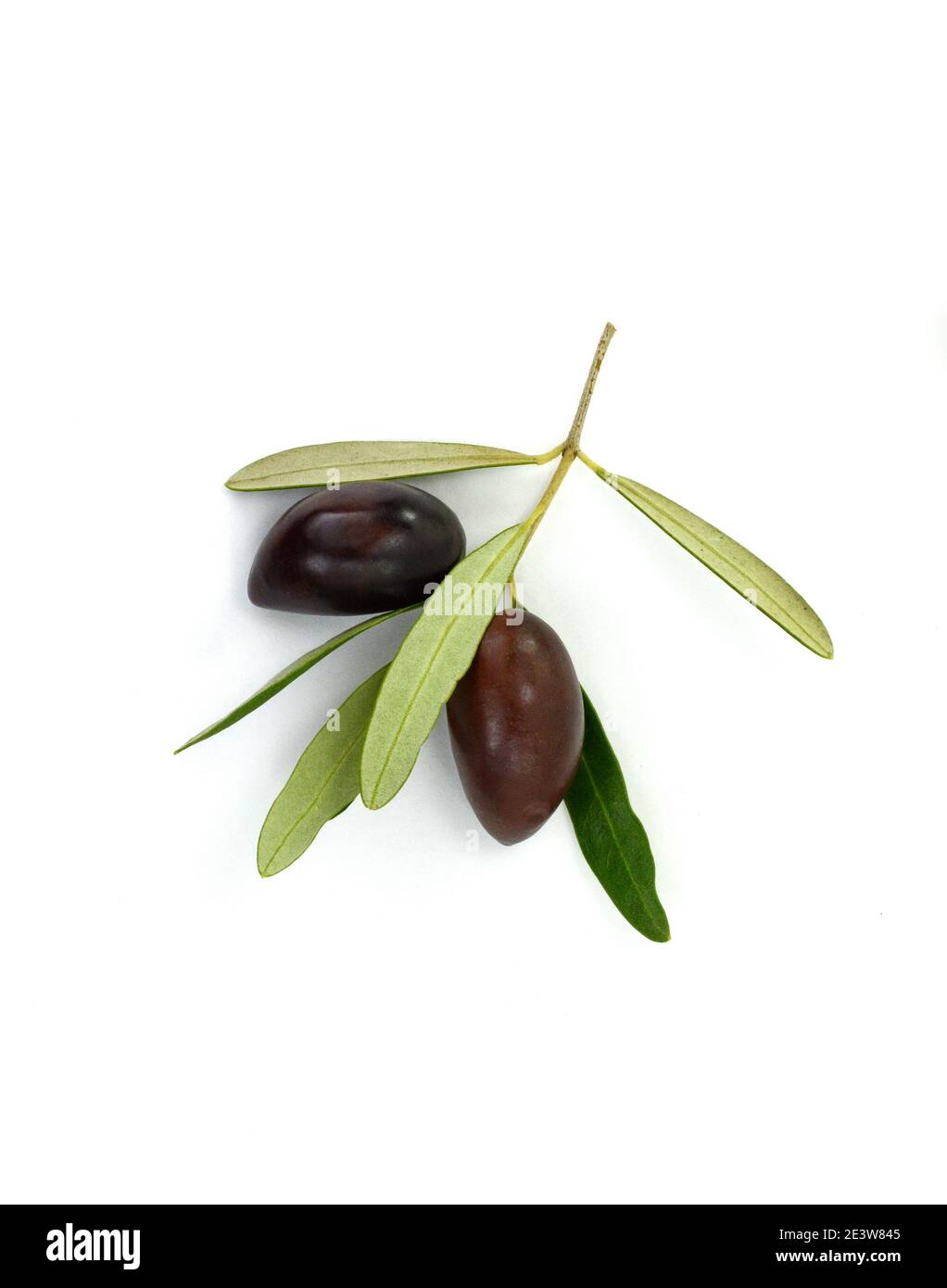 Olive branch with three black olives, isolated on white background ...