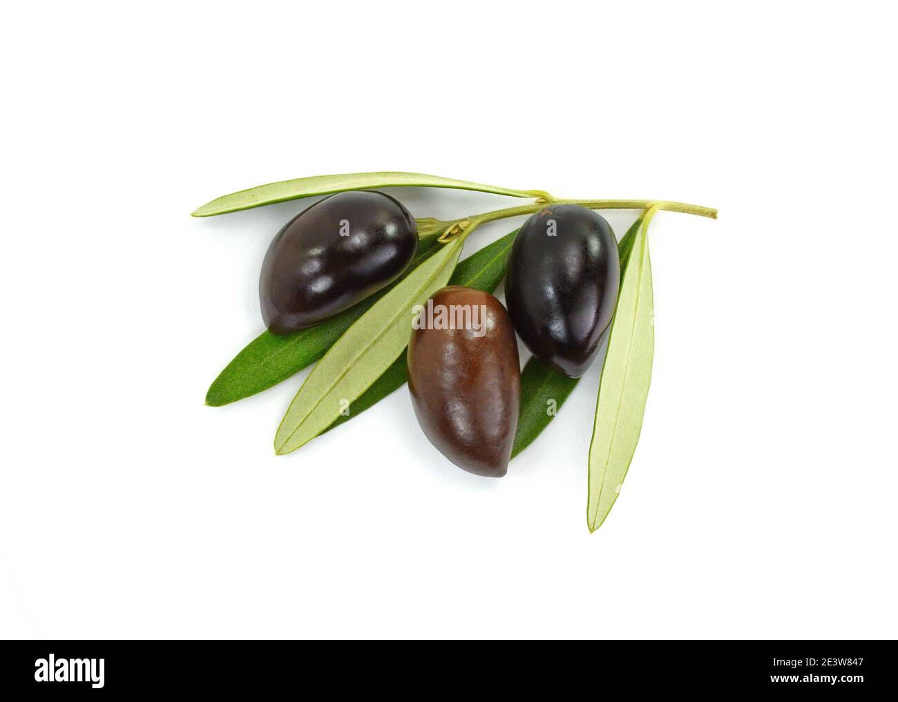 Olive branch with three black olives, isolated on white background ...