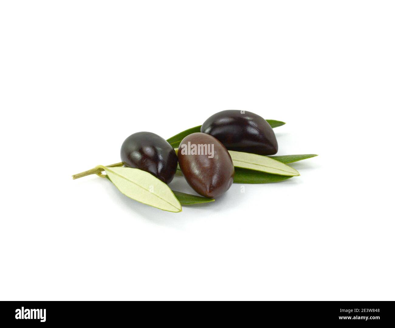 Olive branch with three black olives, isolated on white background ...