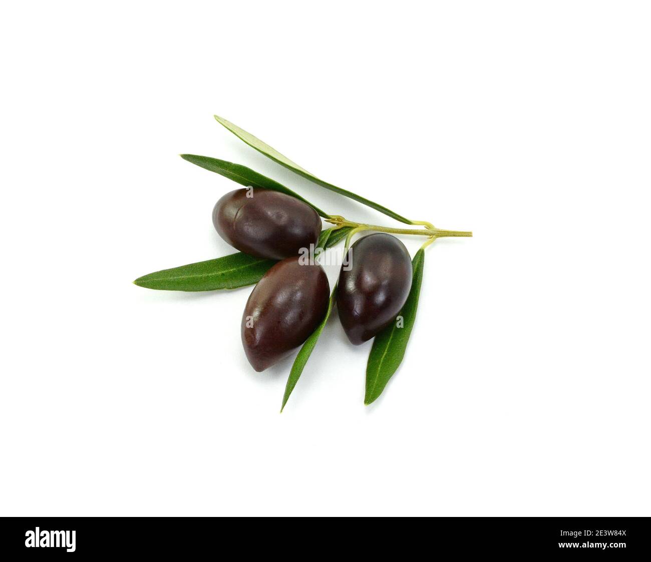 Olive branch with three black olives, isolated on white background ...