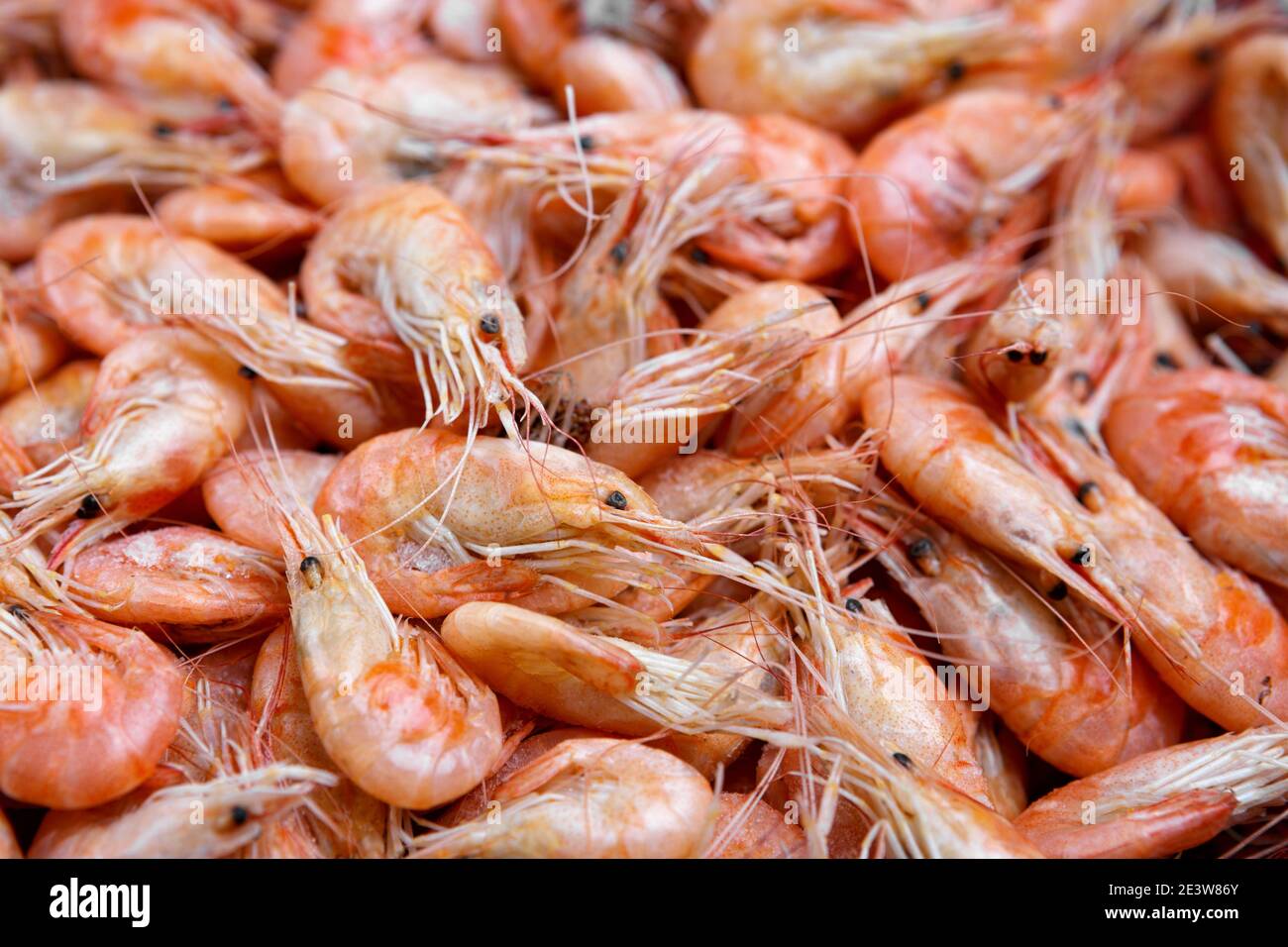 Krill closeup hi-res stock photography and images - Alamy