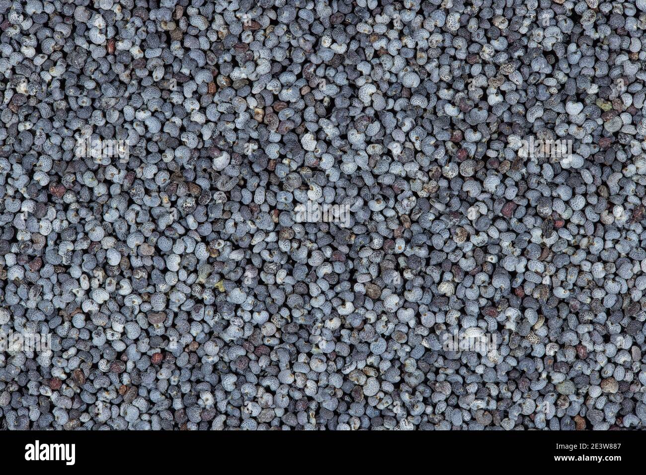 Poppy seed background texture. Background of raw Poppy seeds Stock ...