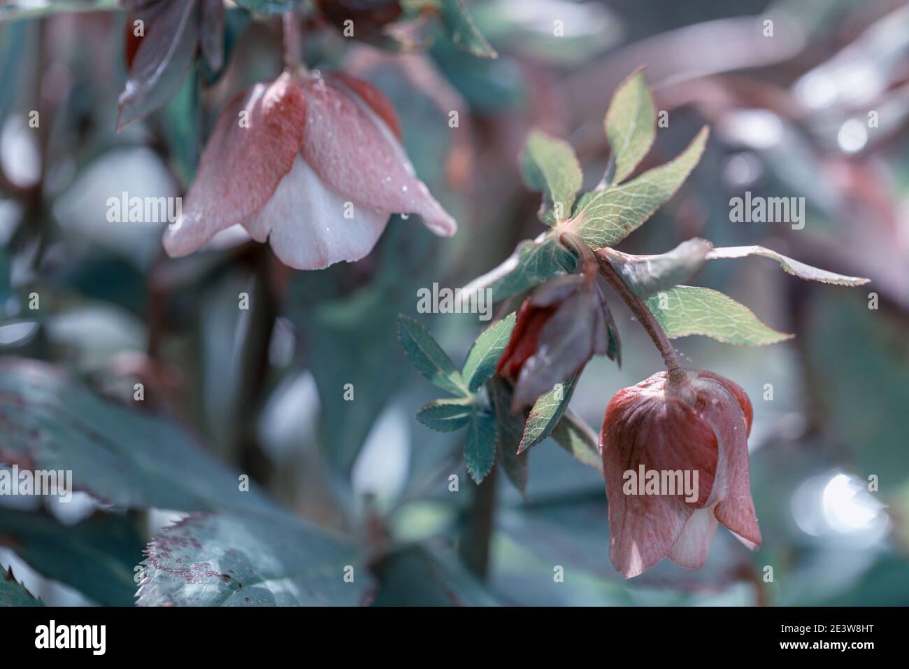 Spring flower, Deep purple flower Helleborus niger Stock Photo - Alamy