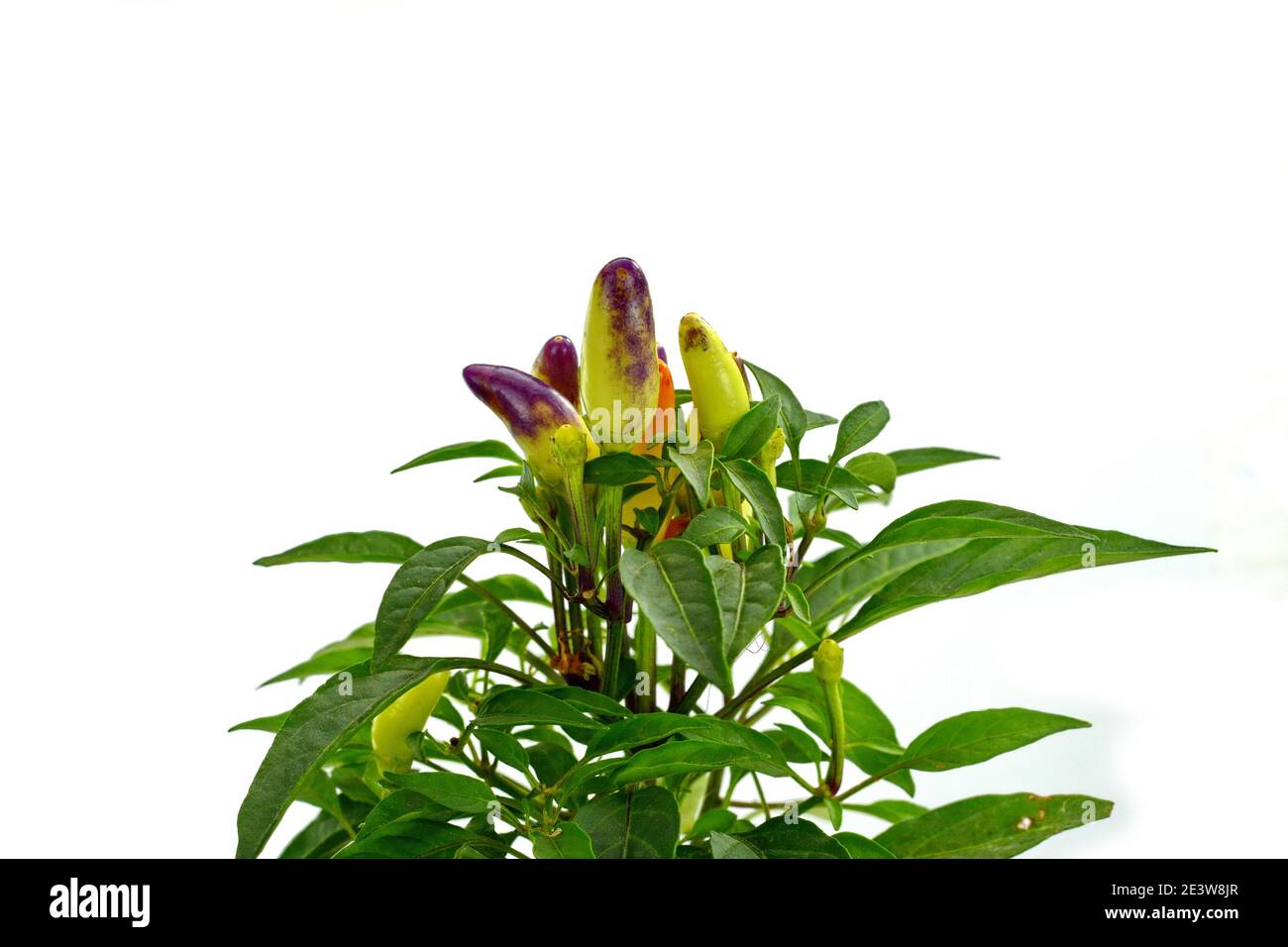 Acapulco Red Ornamental Pepper isolated on white background. The ...