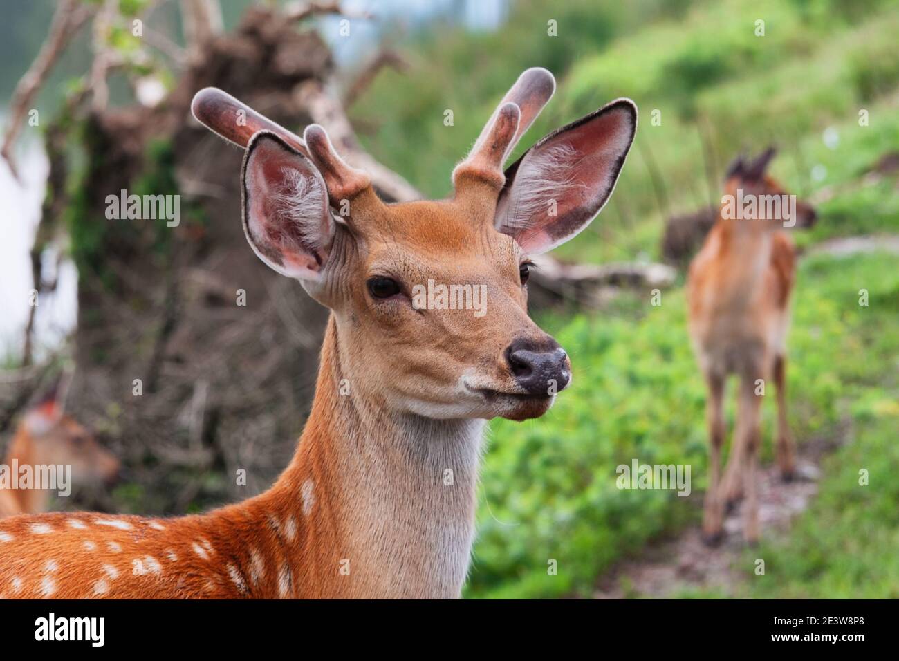 Young deer roam the deer park hi-res stock photography and images - Alamy