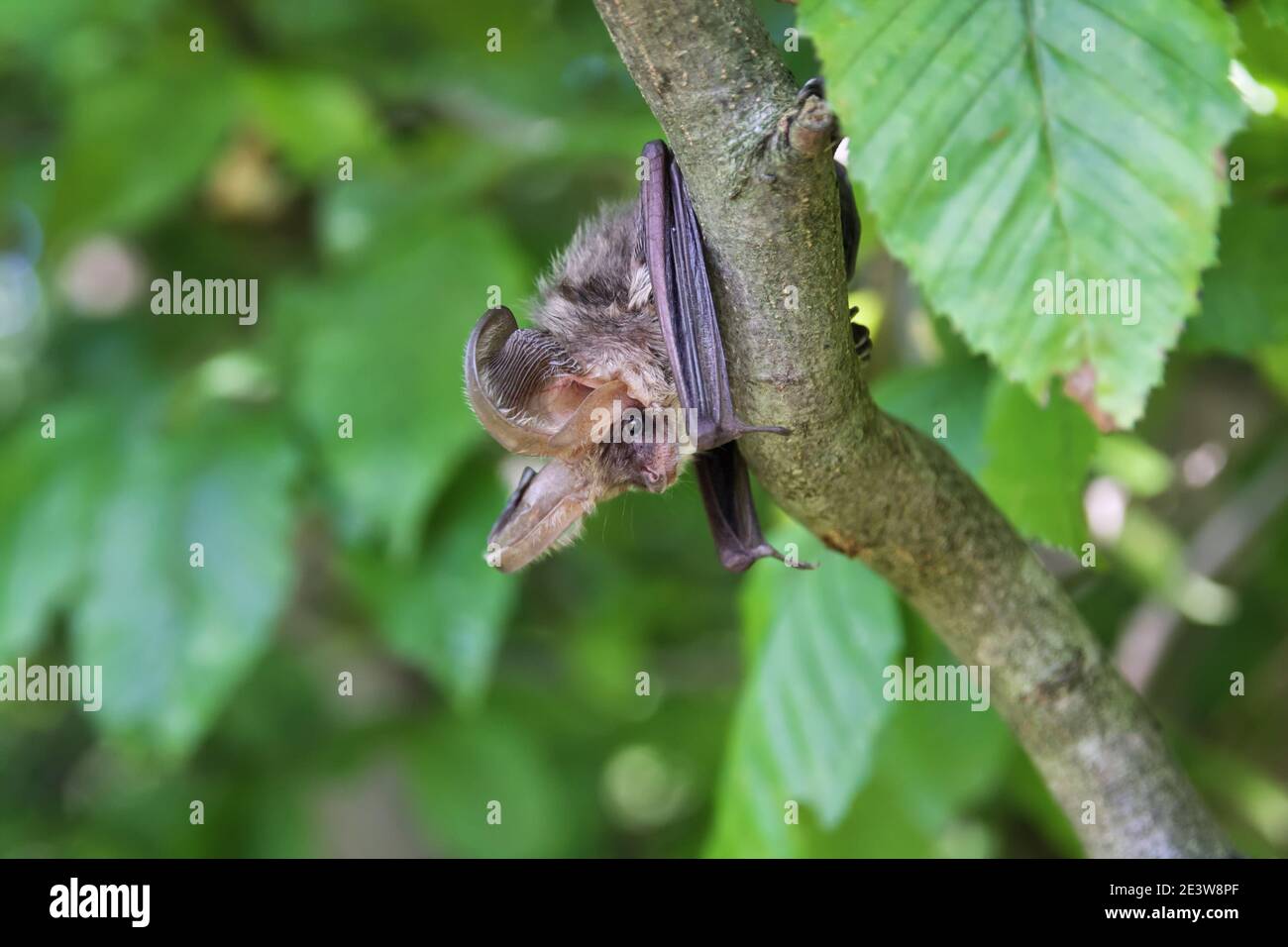 Bat on a tree Stock Photo - Alamy
