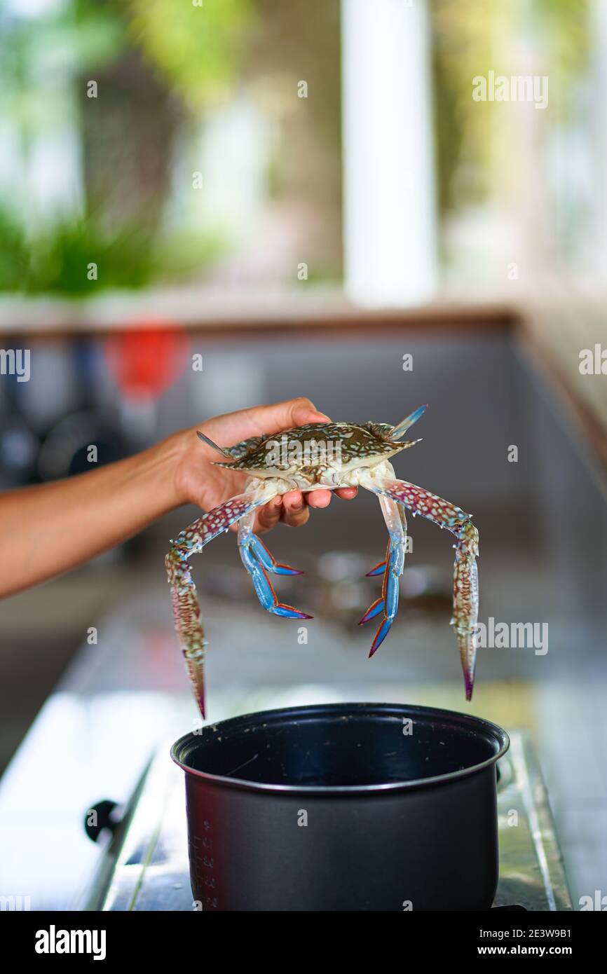 Putting a blue crab in pot with boiling water. Cooking seafood Stock ...
