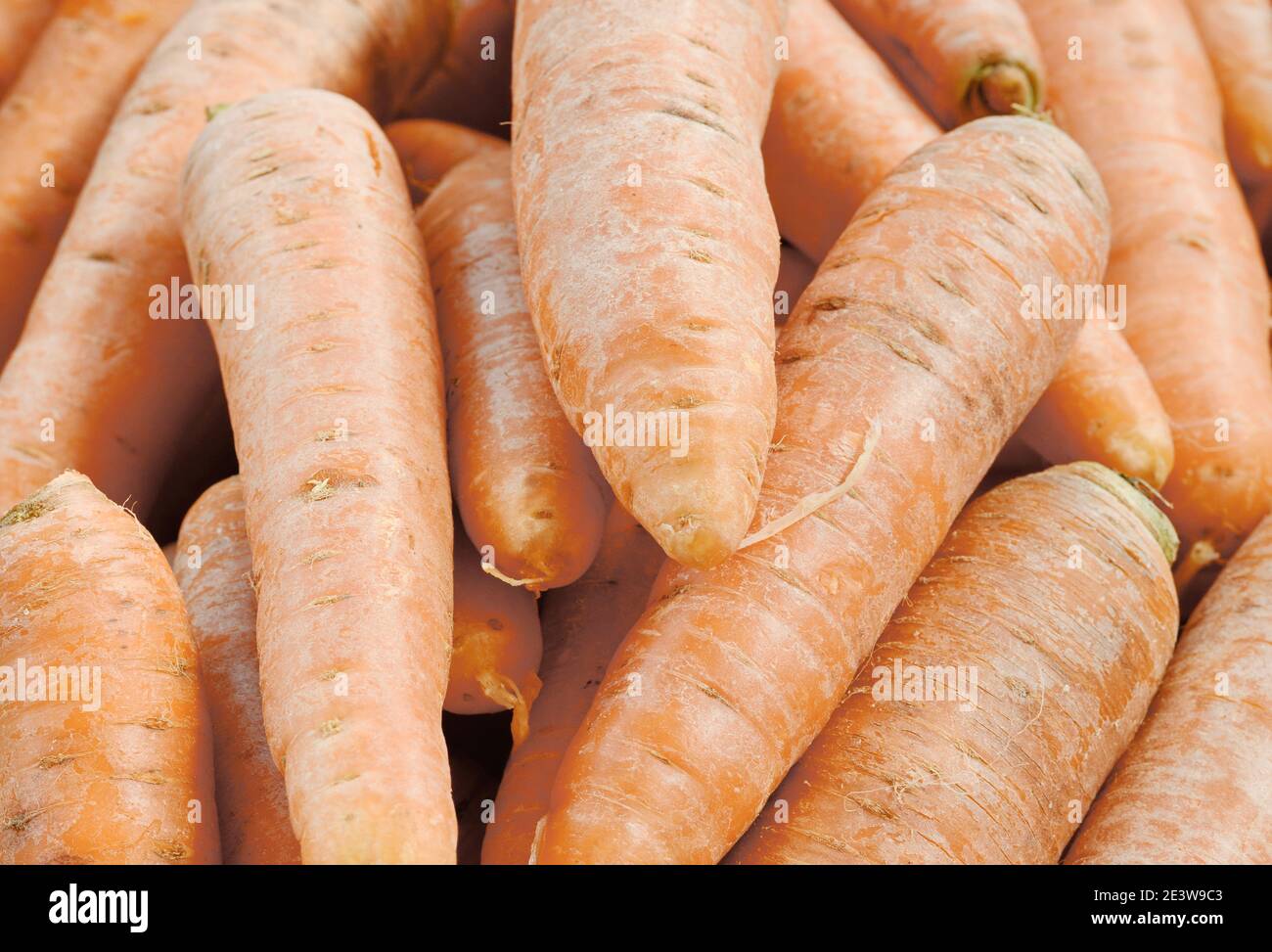 Red Carrots on market. Fresh vegetables offering by farmers, organic ...