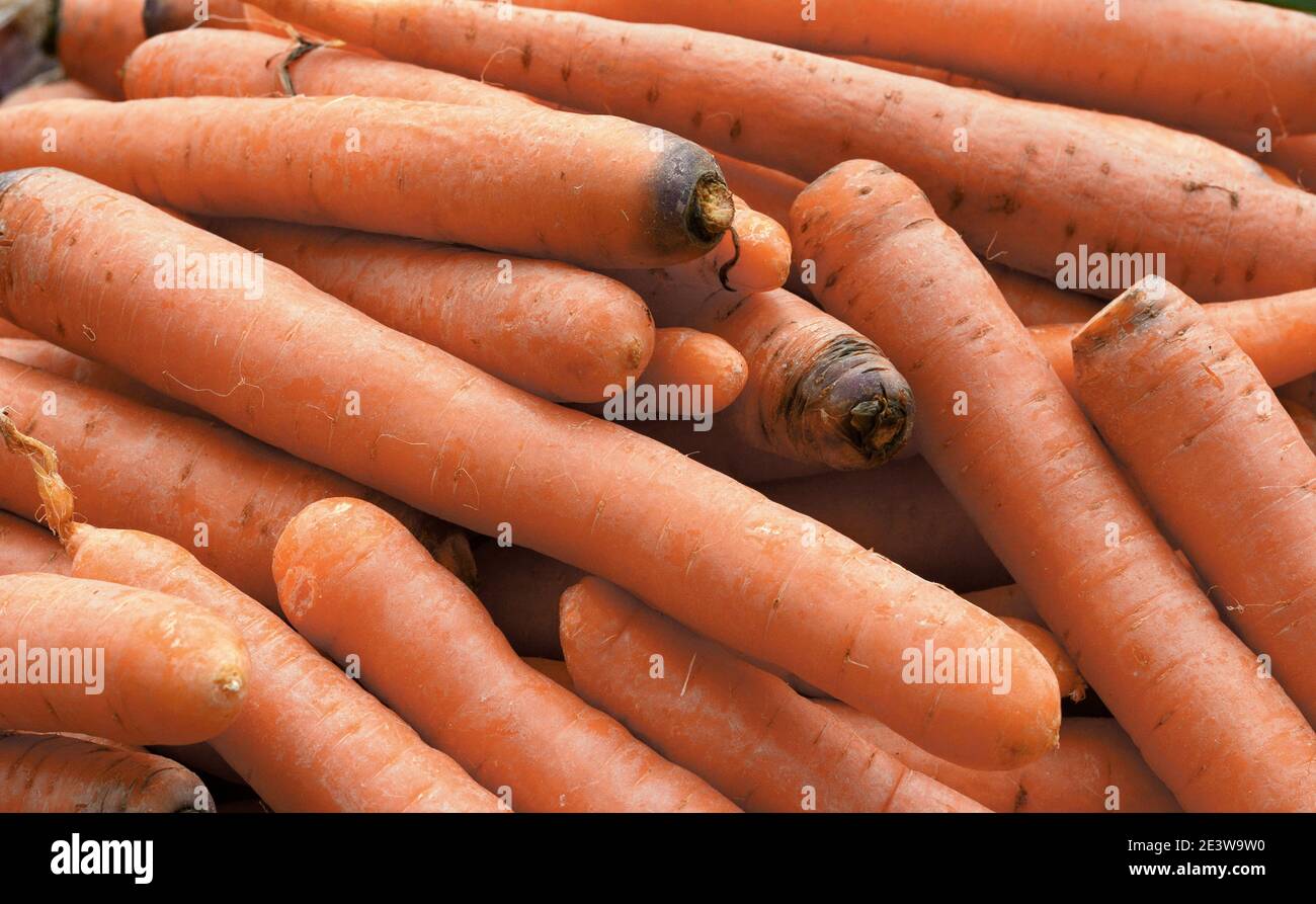 Red Carrots on market. Fresh vegetables offering by farmers, organic ...