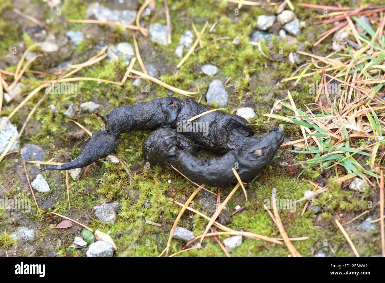 Animal scat hi-res stock photography and images - Alamy