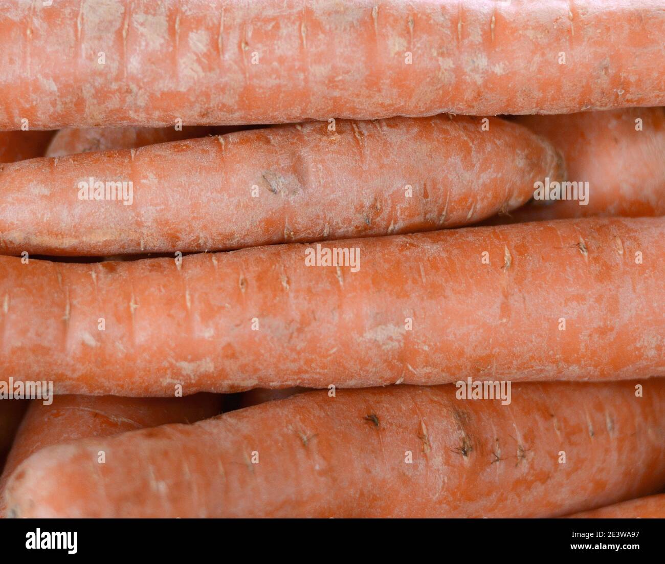 Red Carrots on market. Fresh vegetables offering by farmers, organic ...