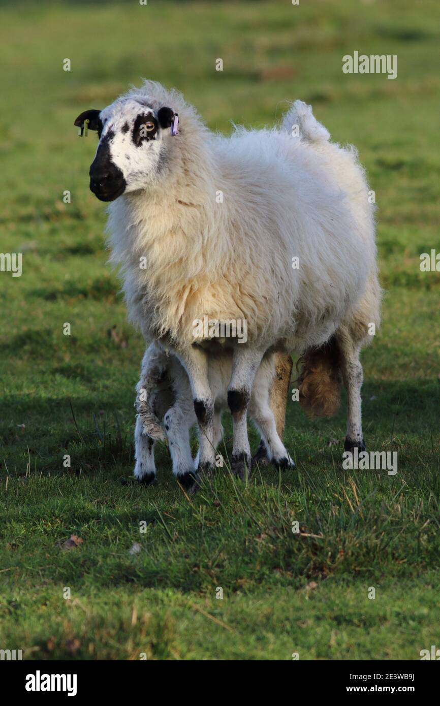 Face of sheep hi-res stock photography and images - Alamy